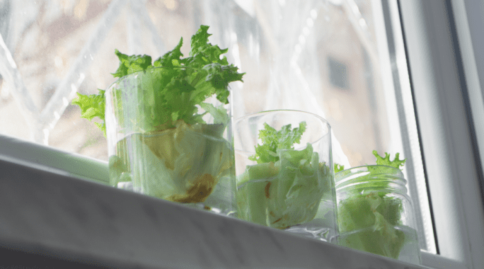 Save Money by Regrowing Vegetables | SwagGrabber