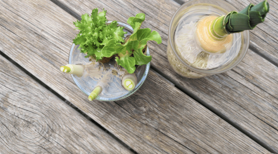 Save Money by Regrowing Vegetables | SwagGrabber