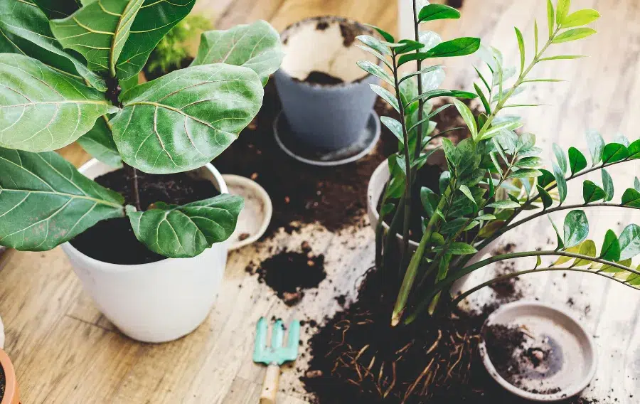 How to Grow Your Plant Collection for Free | SwagGrabber