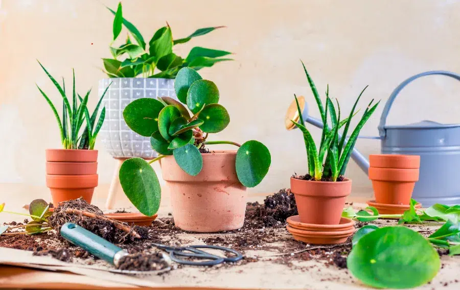 How to Grow Your Plant Collection for Free | SwagGrabber